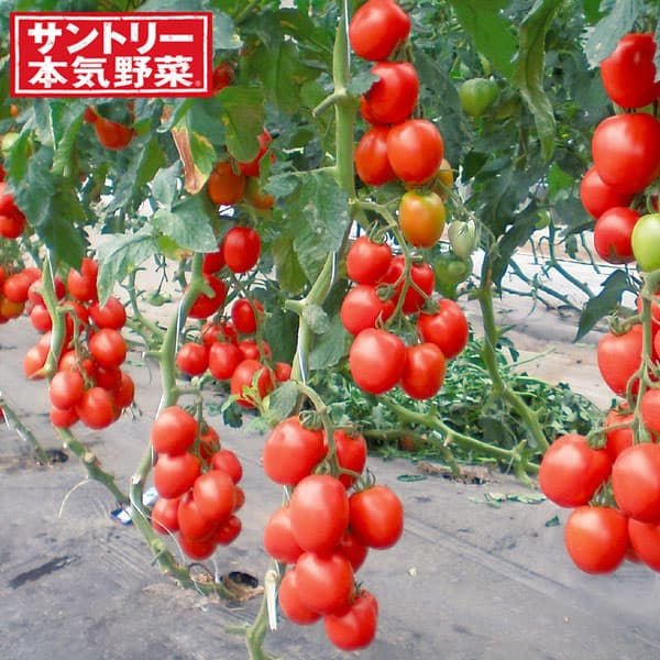 トマト：ボンリッシュ3号ポット 2株セット の通販 | 園芸ネット