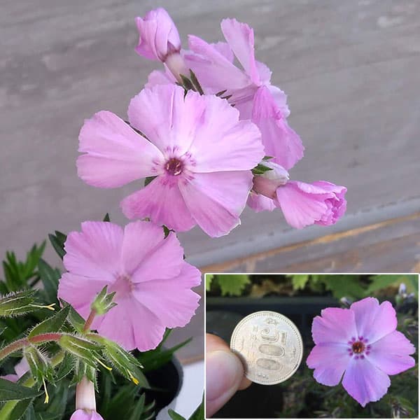 [送料無料]シバザクラ：サンジェルマン3-3.5号ポット 24株セット（株のみ） の通販 | 園芸ネット