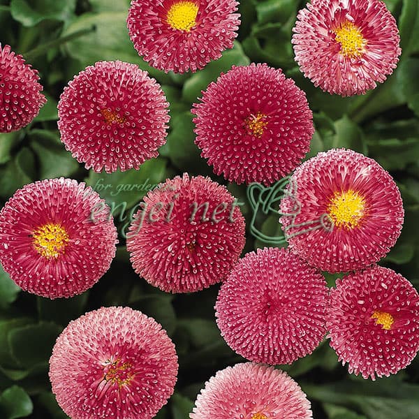 園芸ネット本店｜デージー：べリシマ ローズ3～3.5号ポット 2株セット の通販【公式】