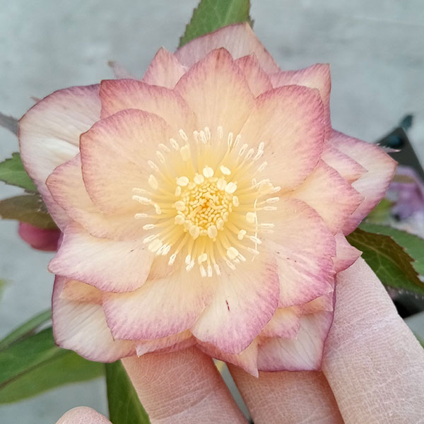 園芸ネット本店｜クリスマスローズ：セレクトダブル23-46／2Lポット の通販【公式】