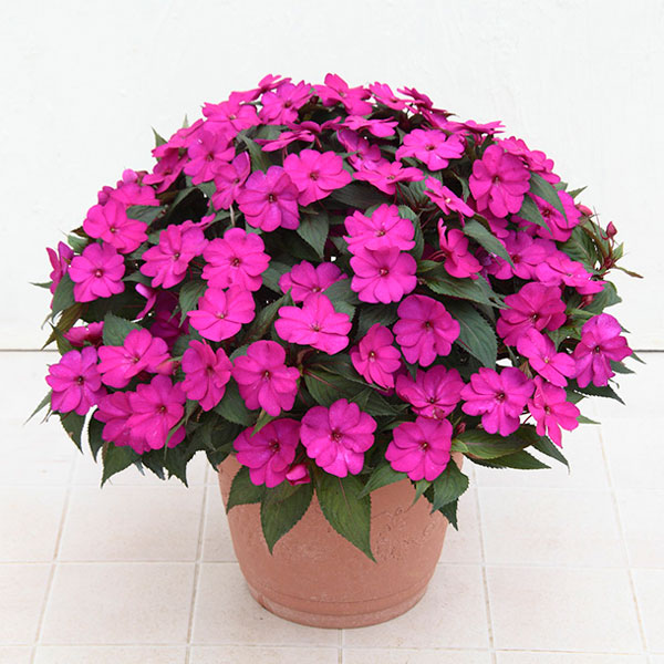 サンパチェンス(R)：パープル3.5号ポット苗** の通販 | 園芸ネット