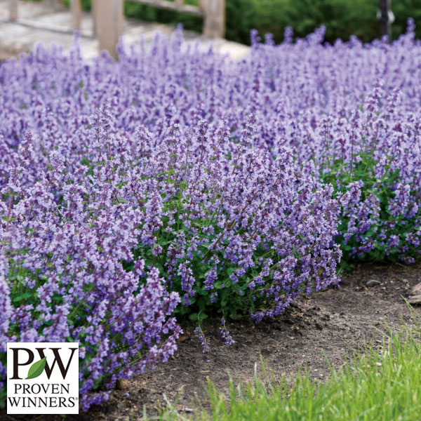 ネペタ（キャットミント）：キャッツパジャマ3号ポット 12株セット の通販 | 園芸ネット