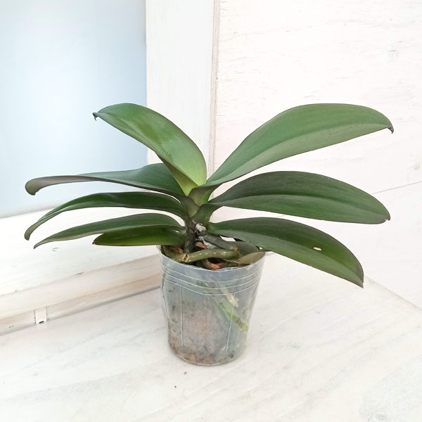 ファレノプシス：Surprising Peacock 2.5号 の通販 | 園芸ネット