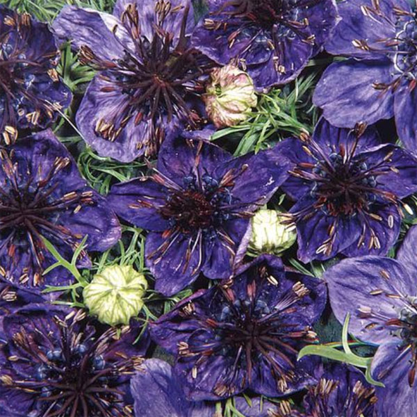 ニゲラ：ミッドナイト の通販 | 園芸ネット