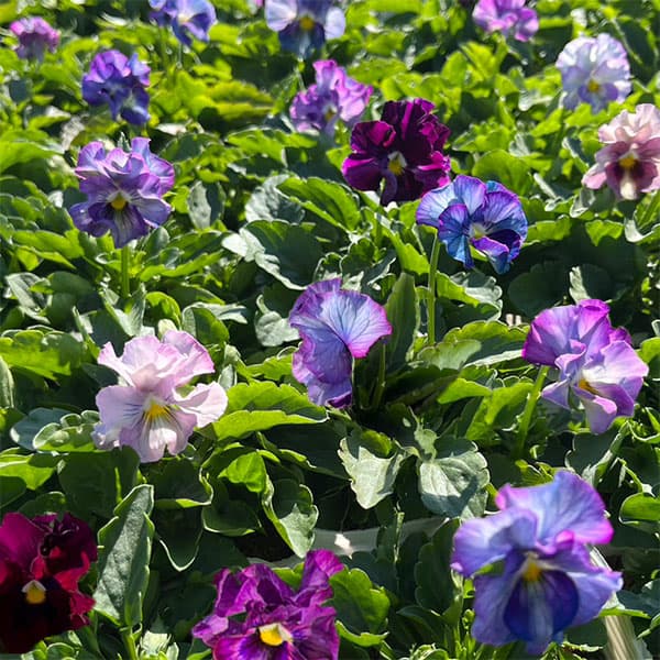 パンジー：乙女の祈り3.5号ポット 6株セット の通販 | 園芸ネット