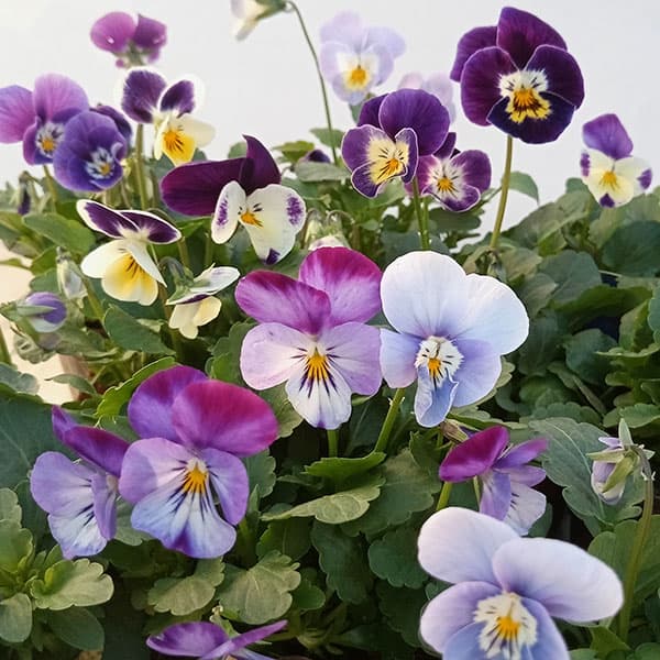 園芸ネット本店｜[送料無料]ビオラ：空（そら）3号ポット 12株セット の通販【公式】