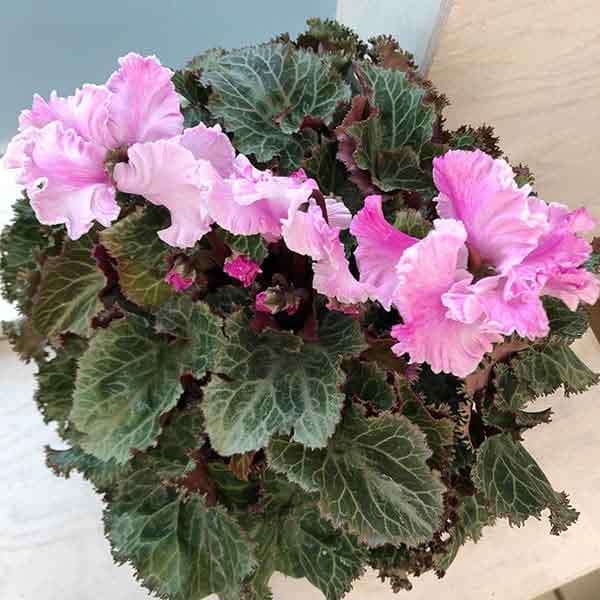 園芸ネット本店｜シクラメン：オーナメントリーフ5号鉢植え の通販【公式】