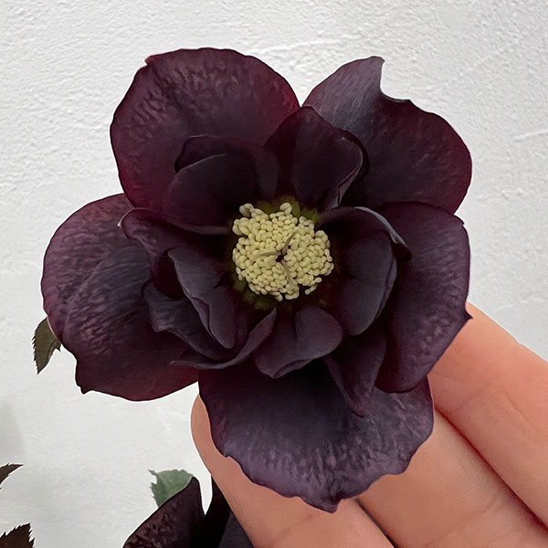 園芸ネット本店｜杉光園芸さんのクリスマスローズ：ダブルブラック24-21／4号ポット の通販【公式】