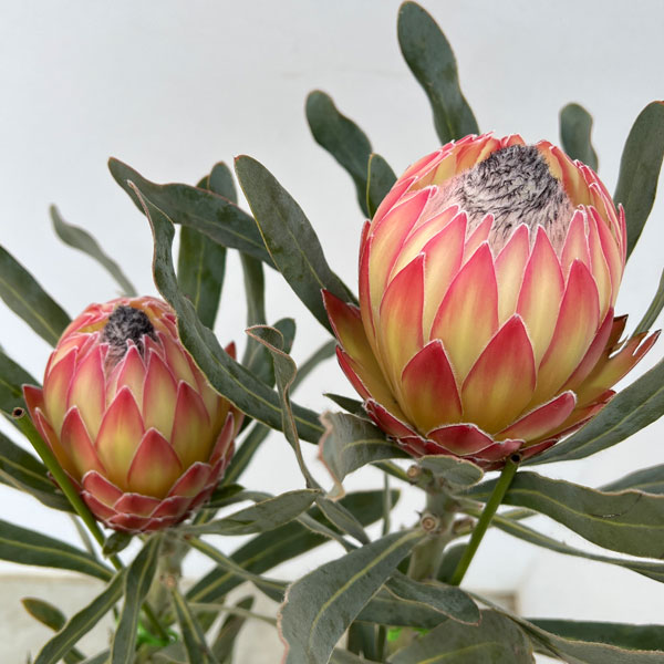 プロテア：ポッサムマジック 7号鉢植え（2F）* の通販 | 園芸ネット