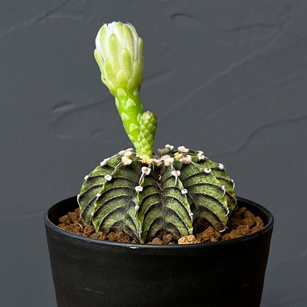 園芸ネット本店｜ギムノカリキウム：フリードリヒ LB2178 2.5号鉢植え* の通販【公式】