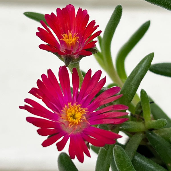 マツバギク：おひさま花火 リド マゼンタ3号ポット 6株セット の通販 | 園芸ネット