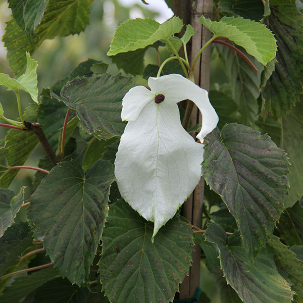 ハンカチノキ：アイゼリ ファスティギアータ5号ポット の通販 | 園芸ネット