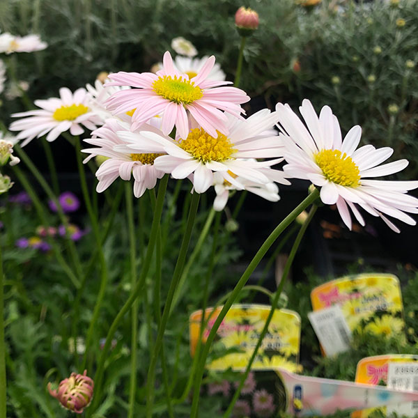 ブラキカム：ジャンボミスティーピンク3号ポット の通販 | 園芸ネット