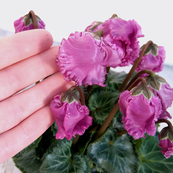 シクラメン：クロシェット（モウブ系）3号ポット の通販 | 園芸ネット