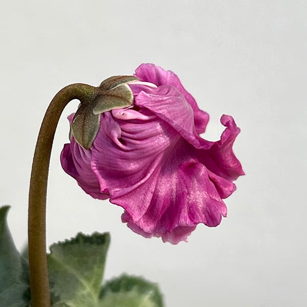 シクラメン：クロシェット（モウブ系）3号ポット の通販 | 園芸ネット