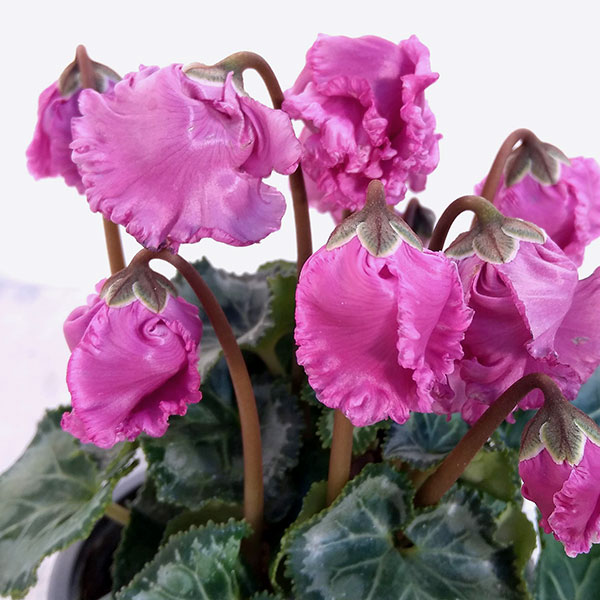 シクラメン：クロシェット（モウブ系）3号ポット の通販 | 園芸ネット