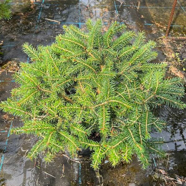 ヨーロッパトウヒ：ニディフォルミス5号ポット の通販 | 園芸ネット