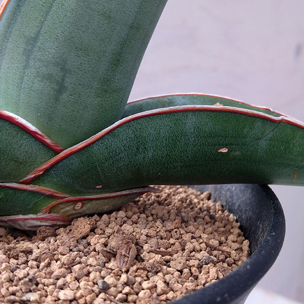 園芸ネット本店｜サンスベリア：エレンベルギー バナナ 3.5号22-02 の通販【公式】