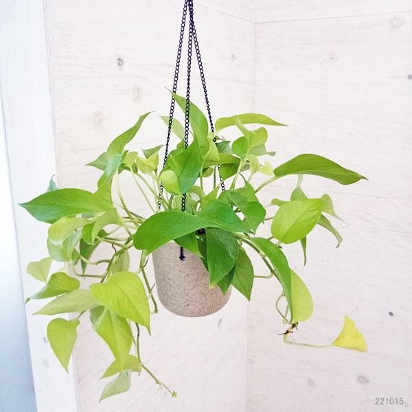 [ギフトに]アクアテラポット ハンギングボウル13.5：ポトス ライム（鉢カラー：ベージュ） の通販 | 園芸ネット