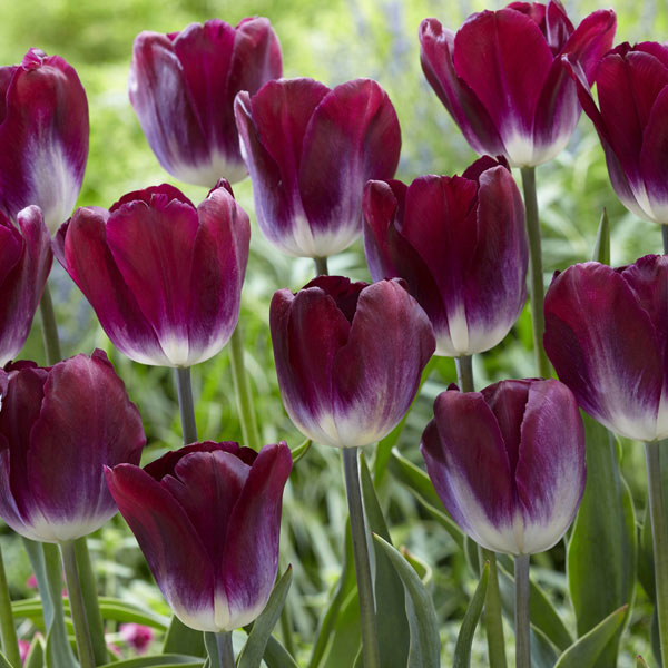 [送料無料]チューリップ：カンサスプラウド 20球セット（バラ球・ラベル無し） の通販 | 園芸ネット