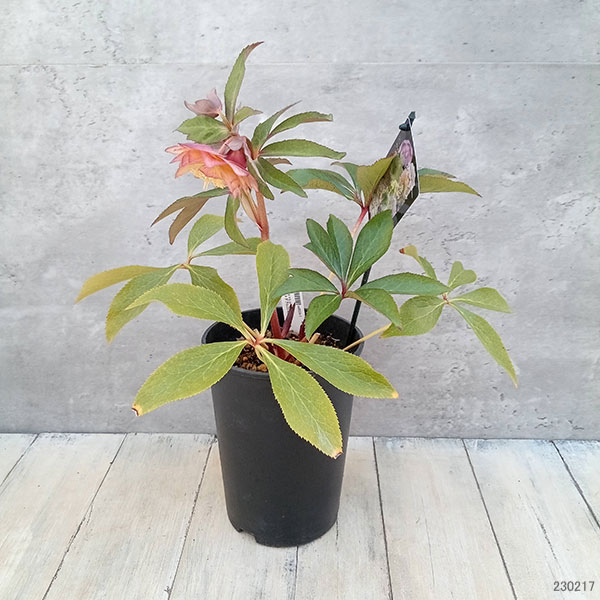 クリスマスローズ：セレクトダブル23-46／2Lポット の通販 | 園芸ネット