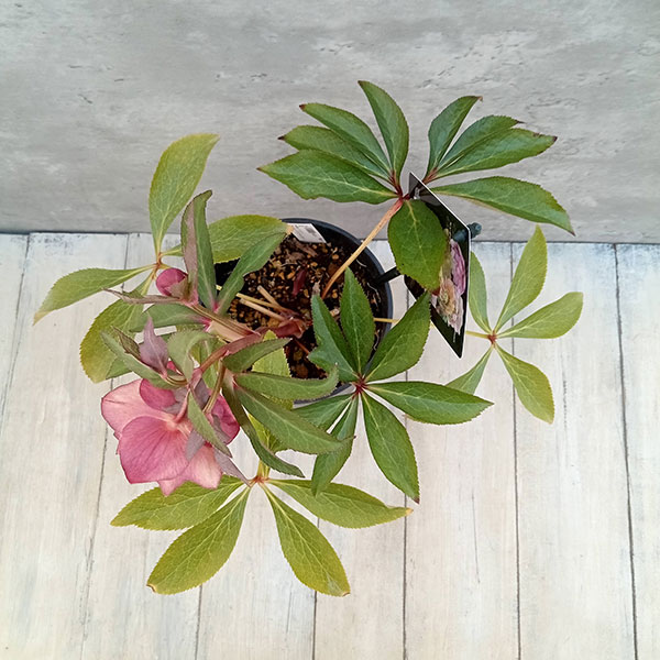 クリスマスローズ：セレクトダブル23-46／2Lポット の通販 | 園芸ネット