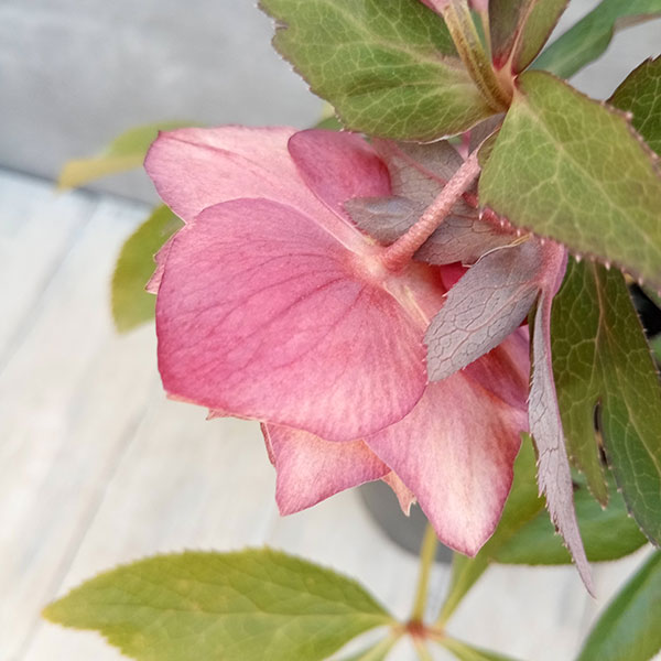 クリスマスローズ：セレクトダブル23-46／2Lポット の通販 | 園芸ネット