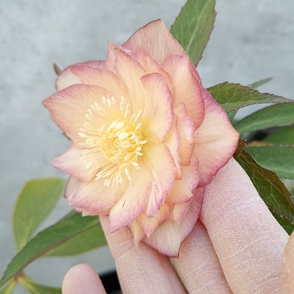 クリスマスローズ：セレクトダブル23-46／2Lポット の通販 | 園芸ネット