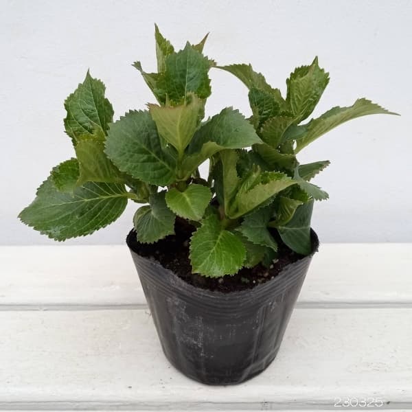 アジサイ：ハイファイヤー（HiFire） 3.5号ポット の通販 | 園芸ネット