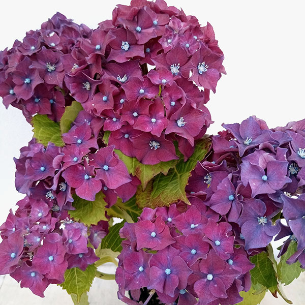 アジサイ：ハイファイヤー（HiFire） 3.5号ポット の通販 | 園芸ネット