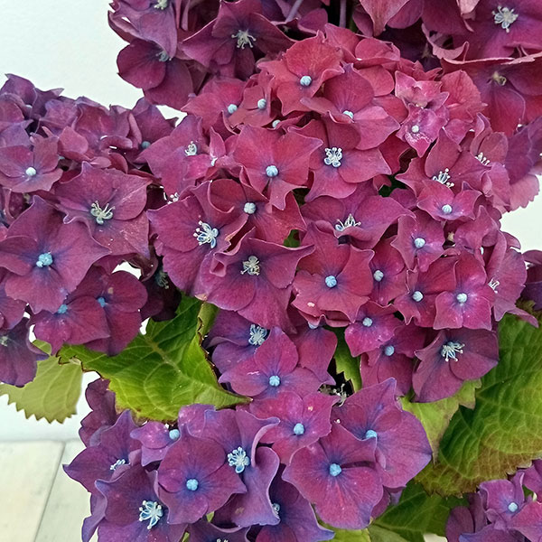 アジサイ：ハイファイヤー（HiFire） 3.5号ポット の通販 | 園芸ネット