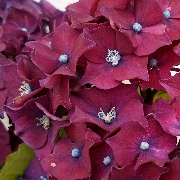 アジサイ：ハイファイヤー（HiFire） 3.5号ポット の通販 | 園芸ネット