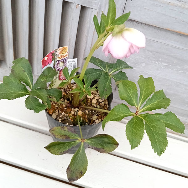 高正園さんのクリスマスローズ：23-59ダブル／4.5号ロングポット の通販 | 園芸ネット