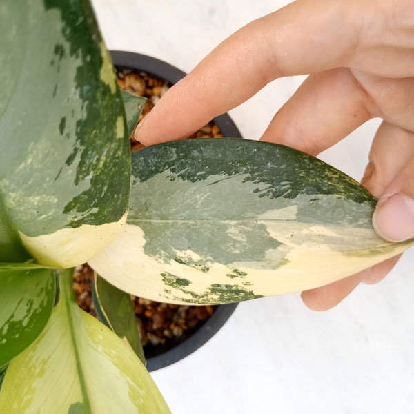 園芸ネット本店｜[ザ・ファームセレクト]アグラオネマ：スワンナプーム 5号23-02 の通販【公式】