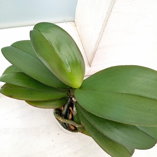 ファレノプシス：Surprising Peacock 2.5号 の通販 | 園芸ネット