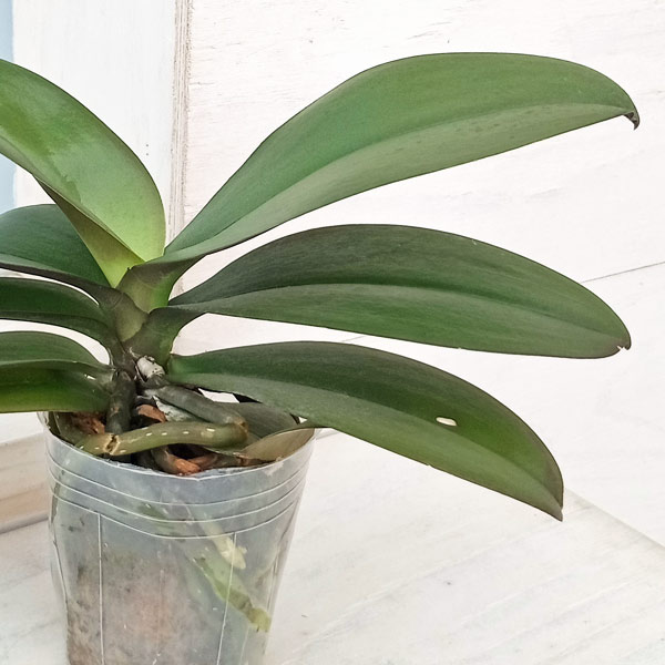 ファレノプシス：Surprising Peacock 2.5号 の通販 | 園芸ネット