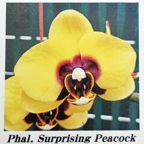 ファレノプシス：Surprising Peacock 2.5号 の通販 | 園芸ネット