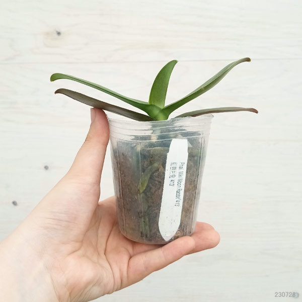 園芸ネット本店｜ファレノプシス：Miki Moon Rabbit ’413’ 2.5号 の通販【公式】