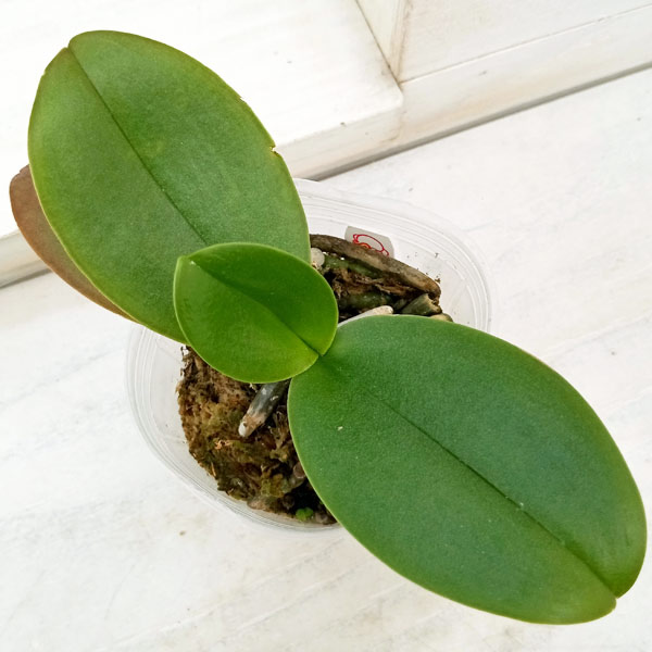 ファレノプシス：Miki Moon Rabbit ’413’ 2.5号 の通販 | 園芸ネット