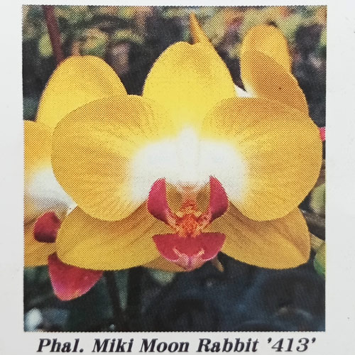 ファレノプシス：Miki Moon Rabbit ’413’ 2.5号 の通販 | 園芸ネット