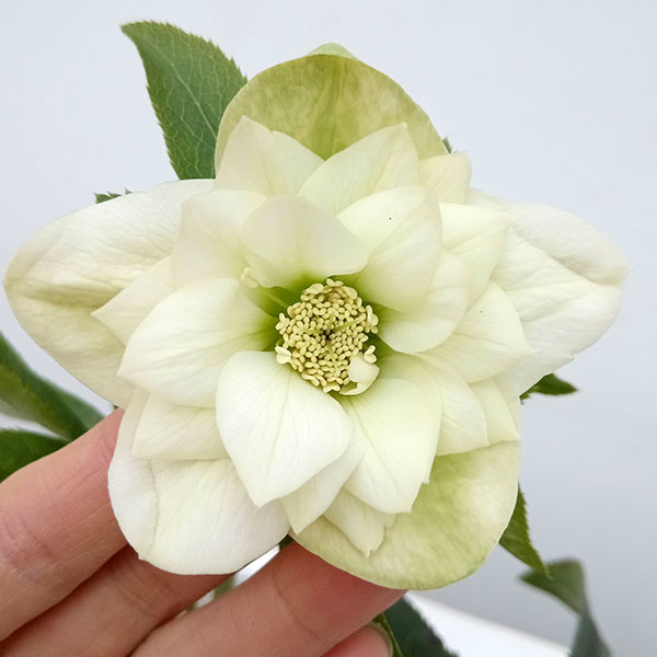 クリスマスローズ：ダブルホワイト系3.5号ロングポット／FCRT の通販 | 園芸ネット