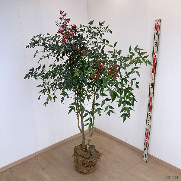 ナンテン(南天）：赤実 8号ルートバック の通販 | 園芸ネット