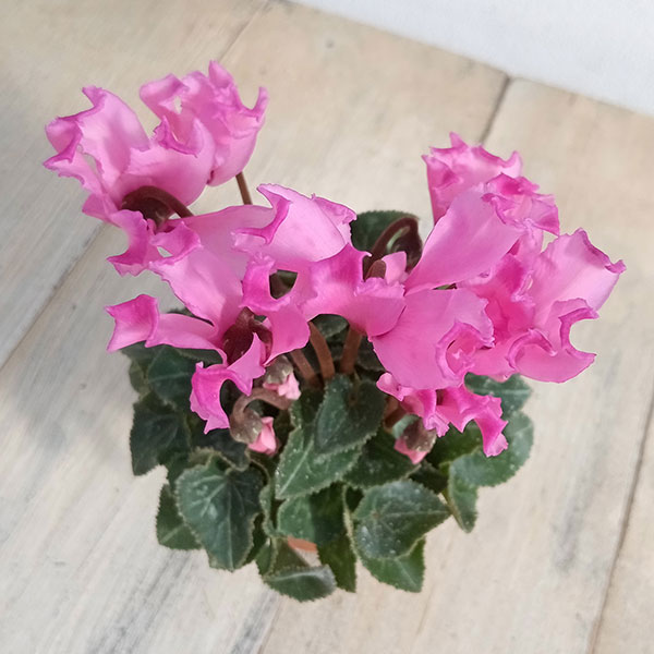 園芸ネット本店｜シクラメン：ミニョン ピンクビクトリア2号ポット の通販【公式】