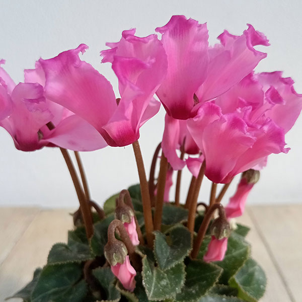 園芸ネット本店｜シクラメン：ミニョン ピンクビクトリア2号ポット の通販【公式】