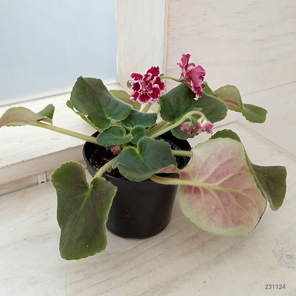 セントポーリア：アマデウス3号ポット の通販 | 園芸ネット