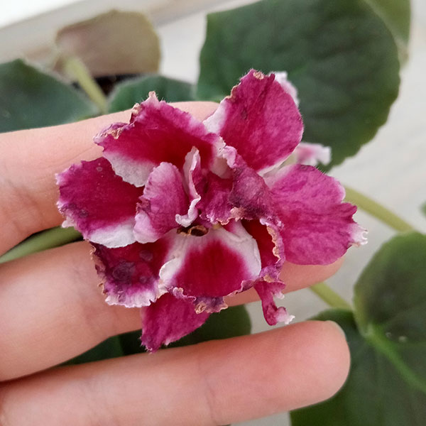 セントポーリア：アマデウス3号ポット の通販 | 園芸ネット