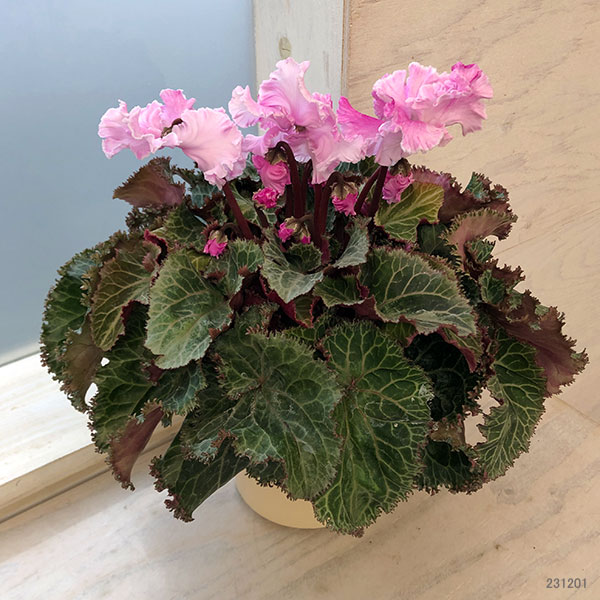 園芸ネット本店｜シクラメン：オーナメントリーフ5号鉢植え の通販【公式】