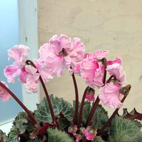 シクラメン：オーナメントリーフ5号鉢植え の通販 | 園芸ネット