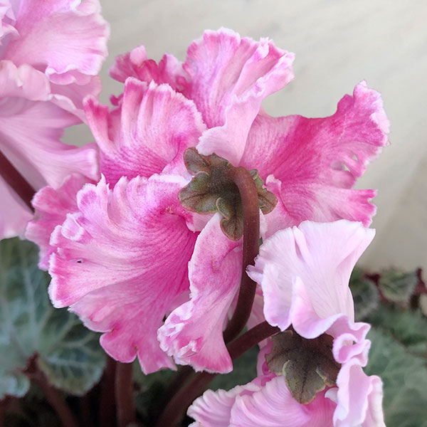 園芸ネット本店｜シクラメン：オーナメントリーフ5号鉢植え の通販【公式】