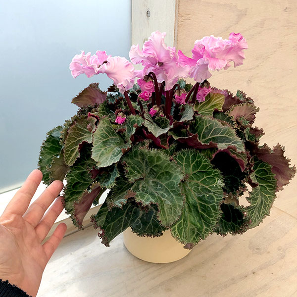 シクラメン：オーナメントリーフ5号鉢植え の通販 | 園芸ネット